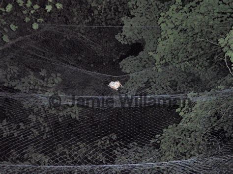 Mist Netting Bats1 Enviroscience Enviroscience