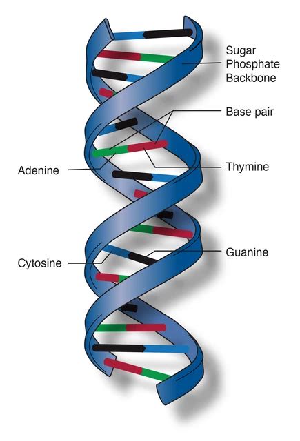 Dna Double Helix Structure 3d Model