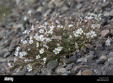 Arctic Mouse Ear Chickweed Cerastium Arcticum In Flower Taken In