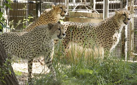 Smithsonians National Zoo Euthanized Male Cheetah Flickr