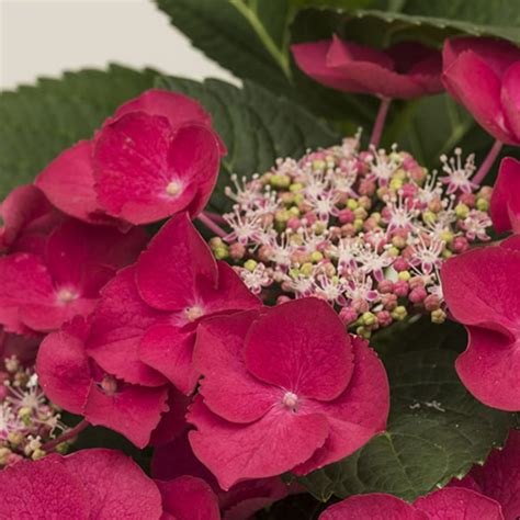 Overdevest Nurseries Lp Hydrangea Mac Cherry Explosion™
