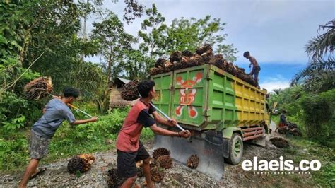 Secara Nasional Segini Produksi Minyak Sawit Kebun Rakyat TBM Elaeis Co