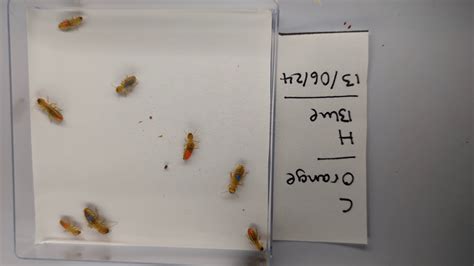 Termite Detection Object Detection Model By Projects