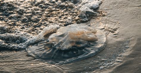 ¡cuidado Hay Presencia De Medusas Peligrosas En Playas De Yucatán