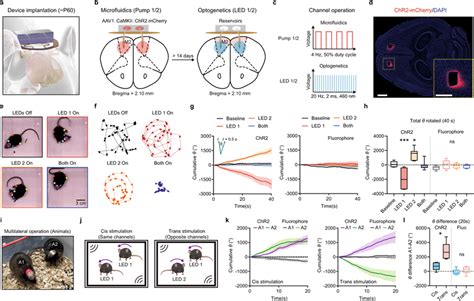 Optogenetic Control Of Motor Behavior Of Individual And Grouped Mice