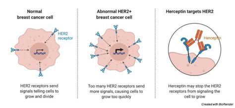 Proto Oncogene Definition Function And Examples