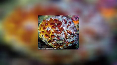 Dipsastraea Pallida Knob Coral