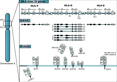 Gene Expression Of Hla Class Ib Molecules The Hla Class Ib Genes