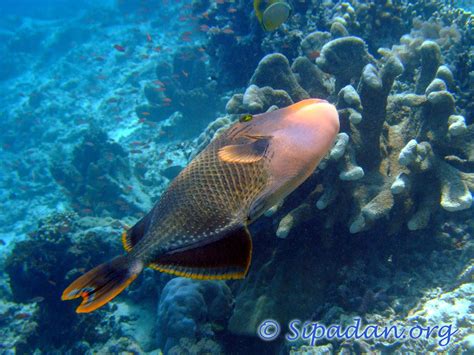 Sipadan Triggerfish