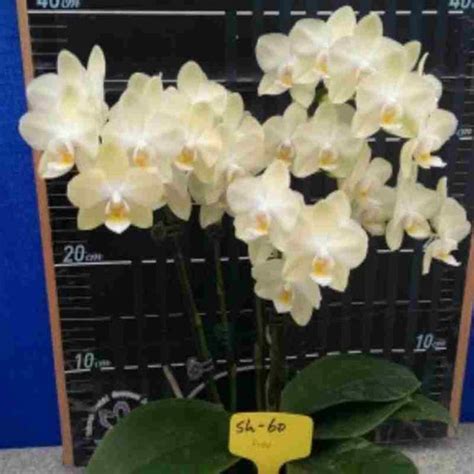 Dtps. Lianher Lucky Cat – EXOTICA ORCHIDS