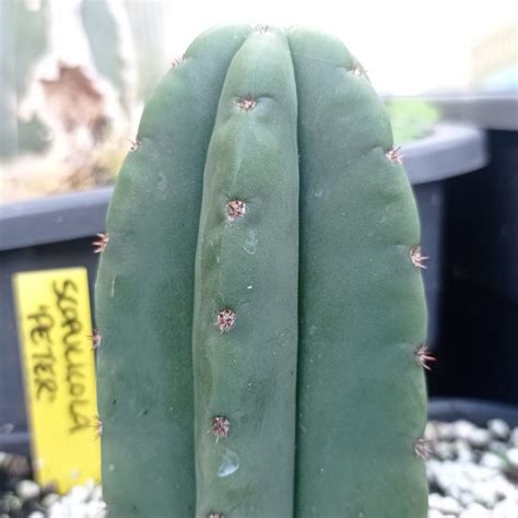 Trichocereus Scopulicola Cv Peter Live Plant Freaky Cacti