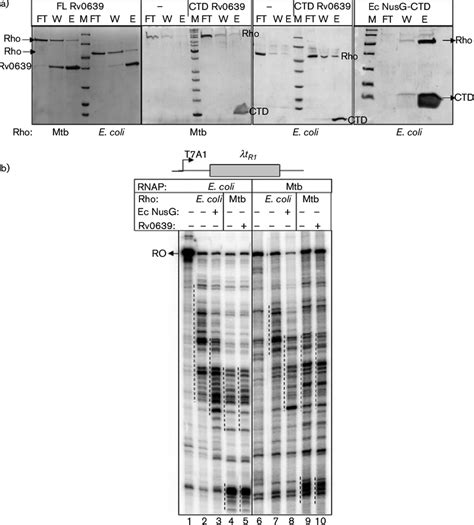 A In Vitro Pull Down Assays For Various Combinations Of Full Length