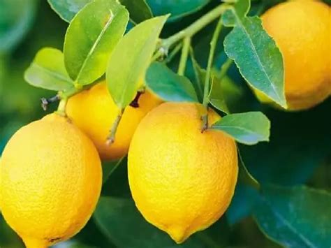 Nimbu Ke Fayde 5 Best Lemon Benefits In Rainy Season Jane Neebu Ke Upay Nimbu Ke Fayde नहीं
