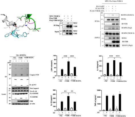 EMBO Rep陈允梓课题组揭示维生素D受体调控NLRC4炎症小体新机制 知乎