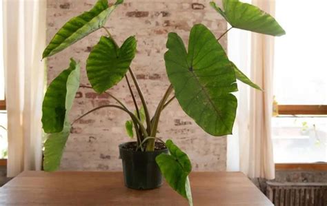 همه‌چیز درباره‌ی گل بابا آدم؛ انواع، خصوصیات و نکات کشت • دیجی‌کالا مگ