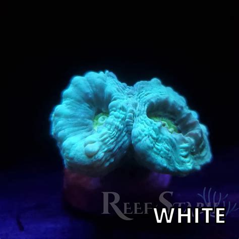 Teal Candy Cane Coral Reef Stable