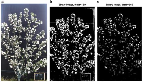 A Sample Image A Coloured B Binary Image Threshold 150 C