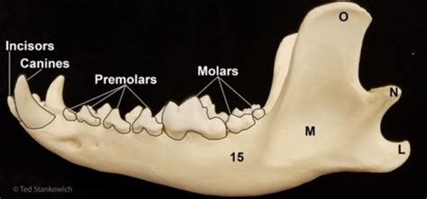Lab 3 Skull Morphology V Flashcards Quizlet