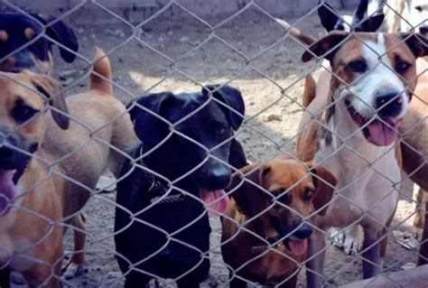 La Ley 30407 De ProtecciÓn Y Bienestar Animal Protege A Todos Los