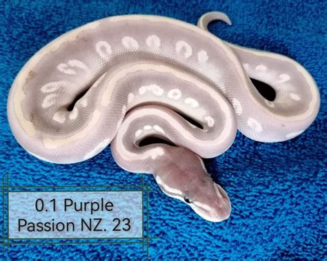0 1 Purple Passion Ball Python By Loreen Schmidtke