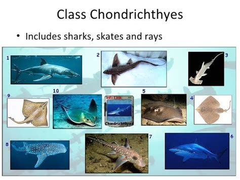 Chondrichthyes Examples