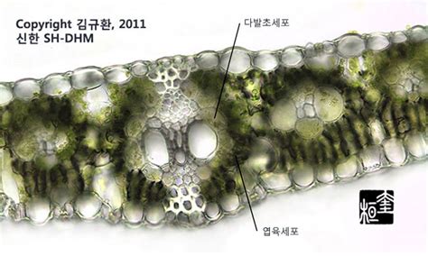 C4 식물 옥수수 잎의 단면 현미경 관찰 네이버 블로그