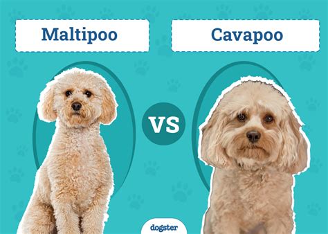 Maltipoo Vs Cavapoo Whats The Difference With Pictures Dogster