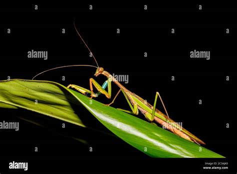 Big Insect Praying Mantis On Green Leaf Nosy Mangabe National Park Africa Madagascar Wildlife