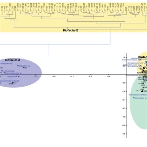 dendrogram of samples by q mode cluster analysis and correspondence