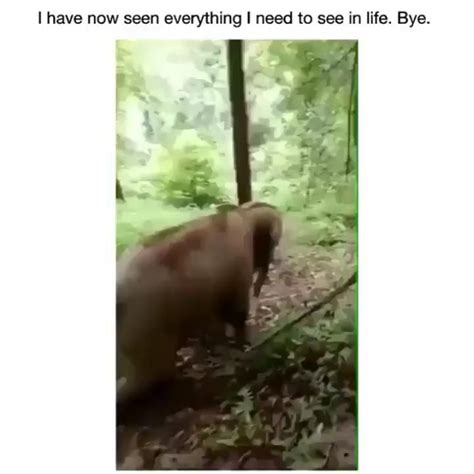 66 Cute Animal Pitchers Ideas Cute Animals Funny Animals Animals