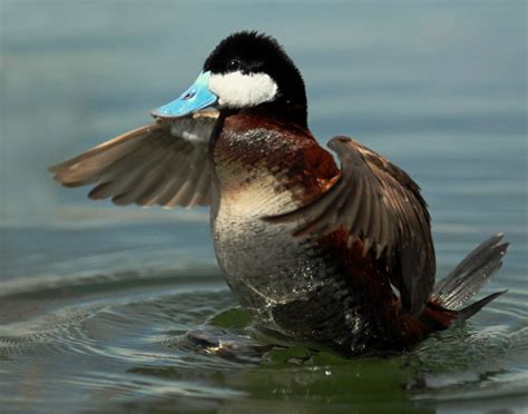 Birding Is Fun Ruddy Duck Featured Bird Of Gsl Bird Festival