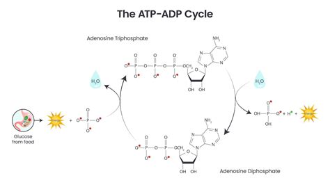 Premium Vector Adenosine Triphosphate And Adenosine Diphosphate Comparison And Cycle Science