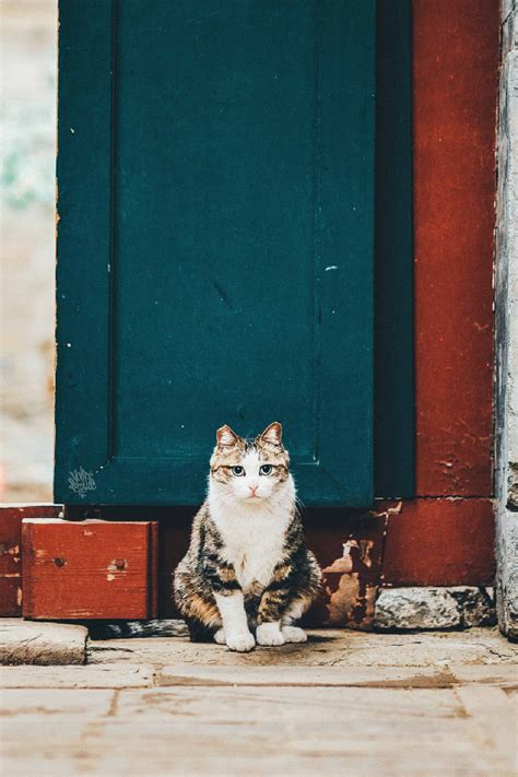 巷子里的猫很自由 但却没有归宿北武 站酷zcool