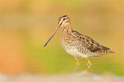 Common Snipe Gallinago Gallinago Bird Rain Water In Pond Wetland Wading