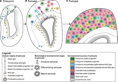 Frontiers Astrocyte Development In The Cerebral Cortex Complexity Of