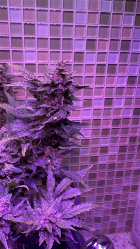 Why Is My Ppm Gradually Going Up After All Nutes Are Added Grow