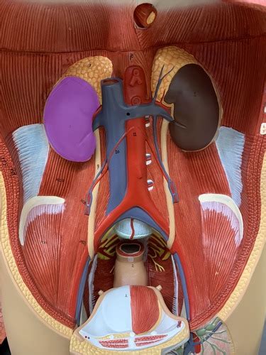 Biol 322l Urinary System Flashcards Quizlet