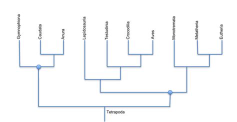 Cva Exam 1 2 Diagram Quizlet