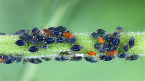 10 Common Tomato Plant Problems And How To Fix Them
