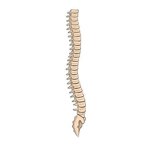 Premium Vector Vertebral Coloumn Whole 2