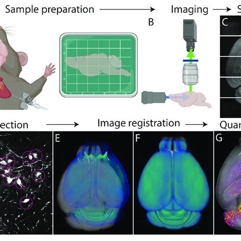 Whole Brain Cell Type Mapping Pipeline A Perfusion And Fixation Of Download Scientific
