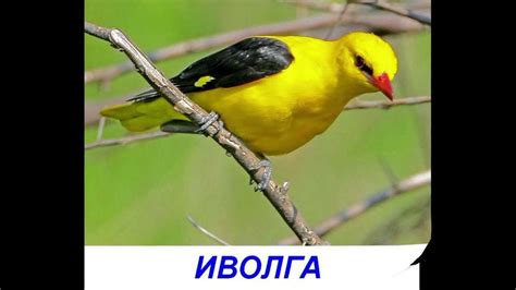 Птицы Презентация для детей Карточки Домана Youtube