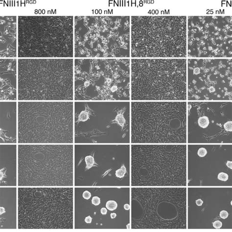 Fibronectin Matrix Mimetics Support Cellular Self Assembly Fn Null