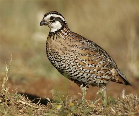 Quail Flockjourney