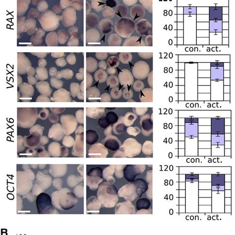 Model of the Roles of the Activin Nodal Wnt β Catenin and SHH
