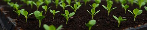The Positive Impacts Of Humic Acid On Soil New Nutri