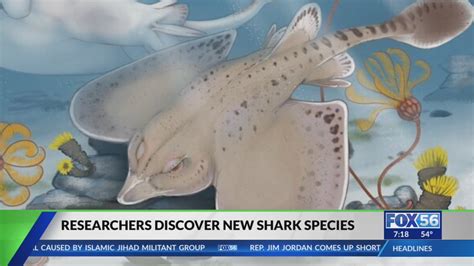New Species Of Shark Discovered In Mammoth Cave Ksn Tv