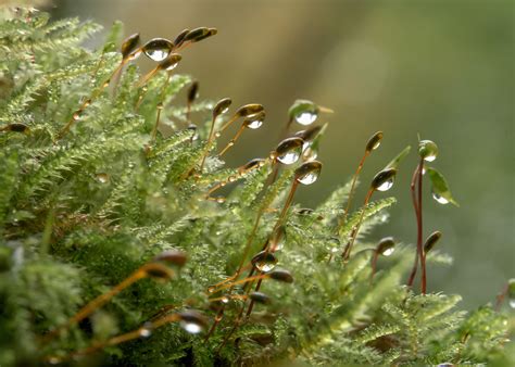 300000 Free Moss Plant And Moss Images Pixabay