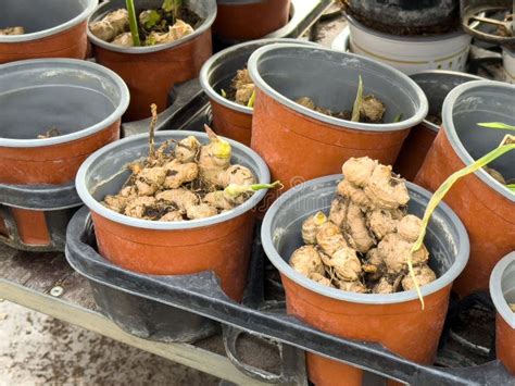 Potted Ginger Plants In Agriculture Setting With Emerging Sprouts Stock