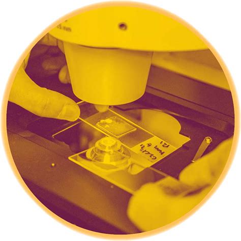 Life Sciences Mcmaster Academic Planner Map Faculty Of Science